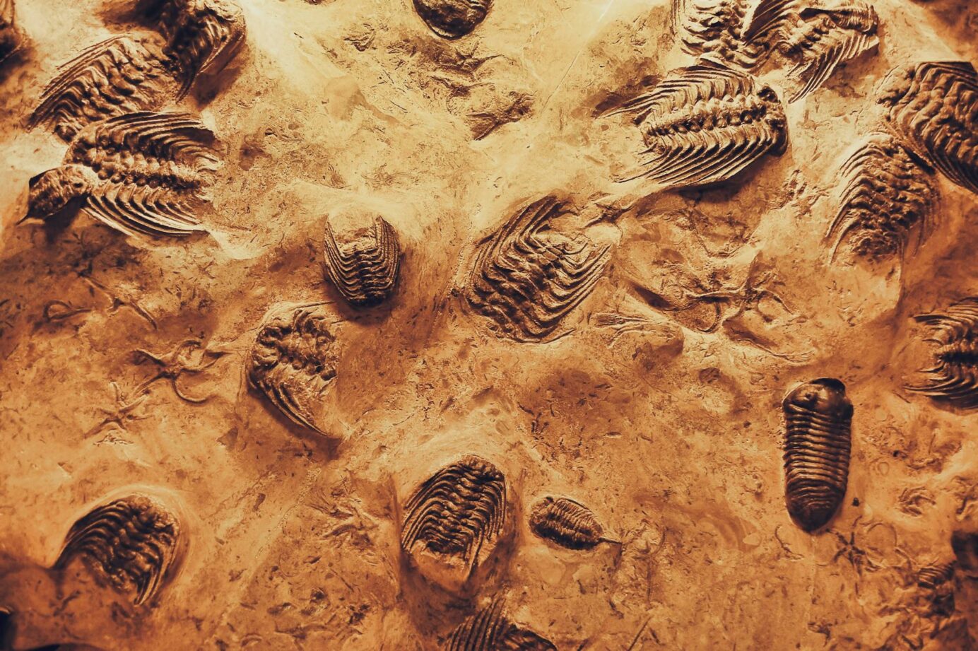 Fossils and What They Tell Us About Earth’s Past | Robert Carvalho ...